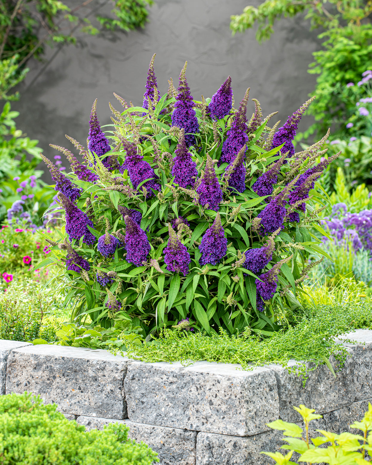 Buddleja 'Little Purple' (Butterfly Candy Series) bare roots | Buy ...
