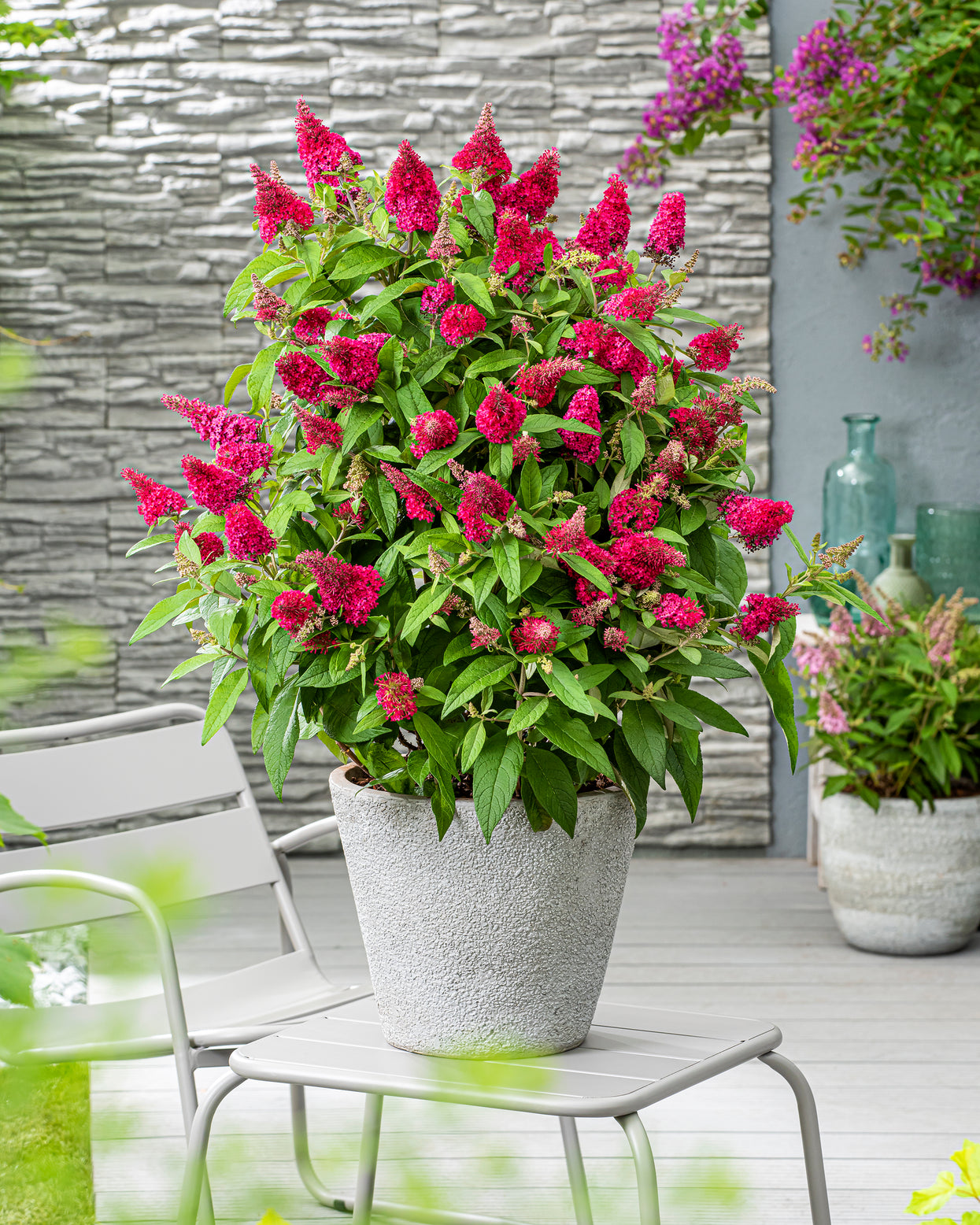 Buddleja 'Little Ruby' (Butterfly Candy Series) bare roots — Buy ...