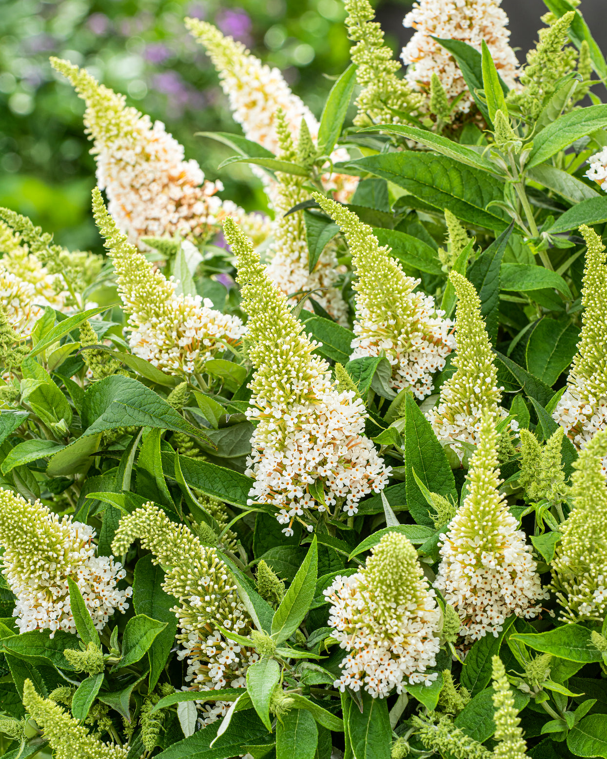 Buddleja 'Little White' (Butterfly Candy Series) bare roots | Buy ...