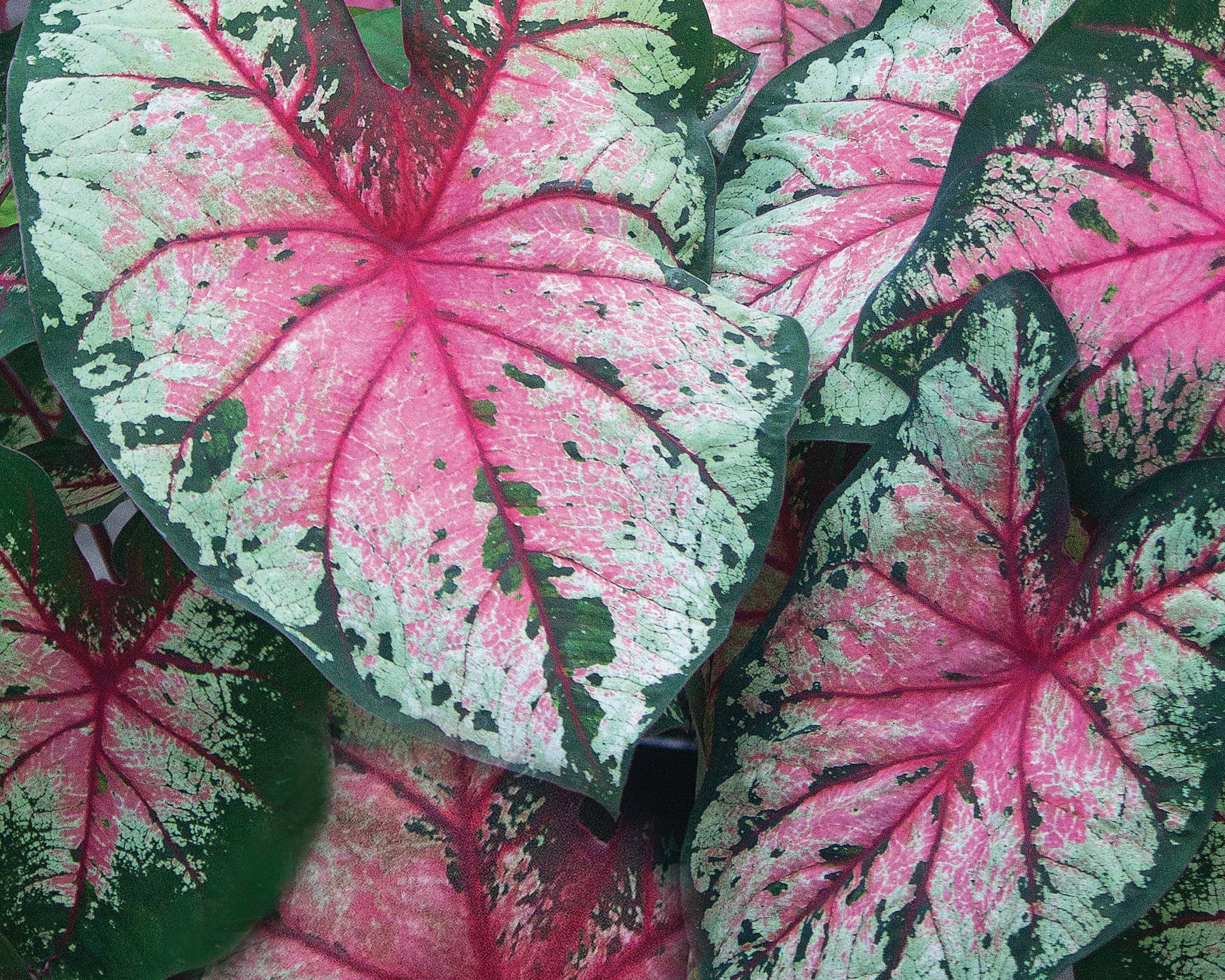 Caladium Cherry Blossom Bulbs Buy Angel Wings Cherry Blossom