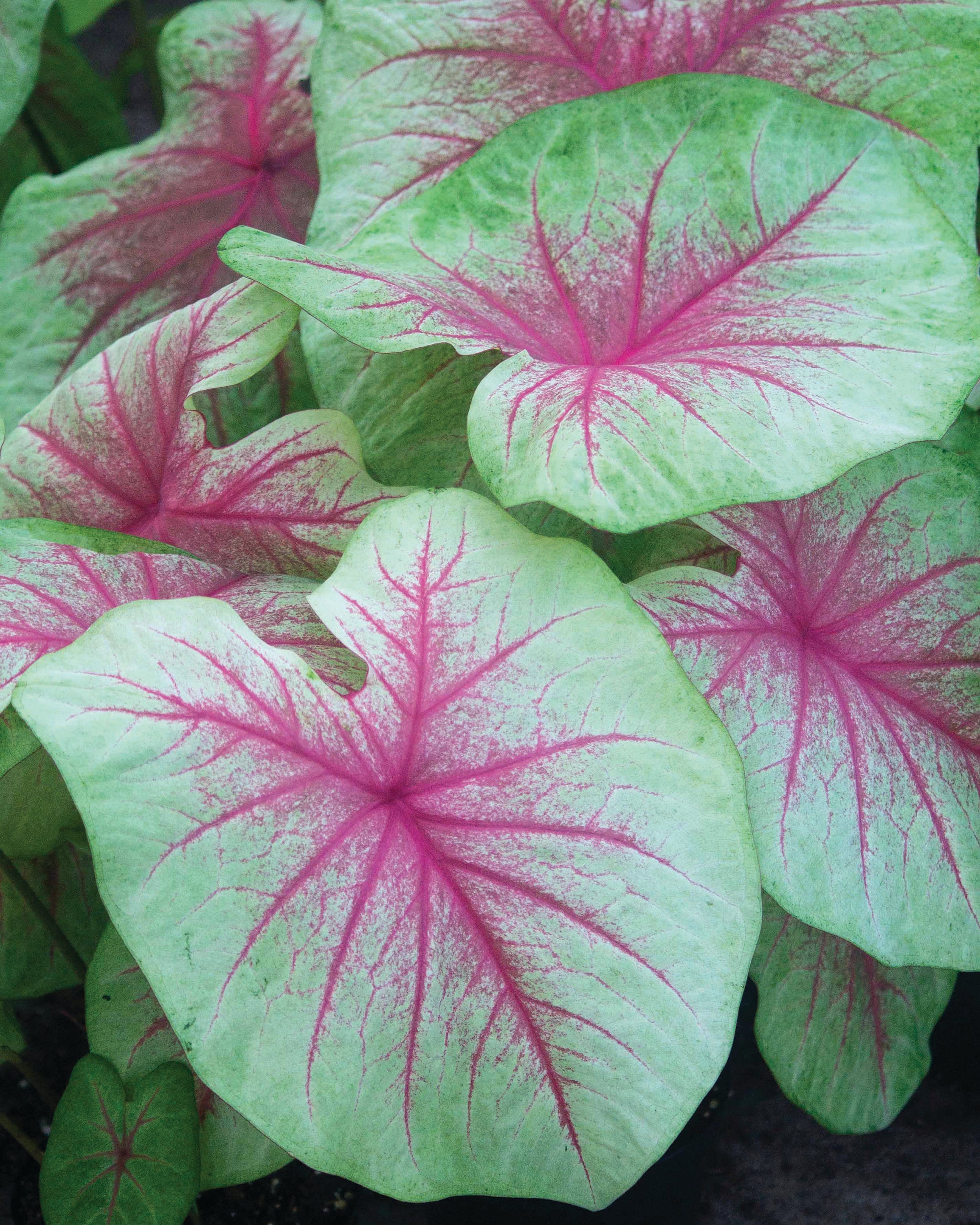 Caladium 'Mint Julep' bulbs — Buy angel wings 'Mint Julep' online at ...