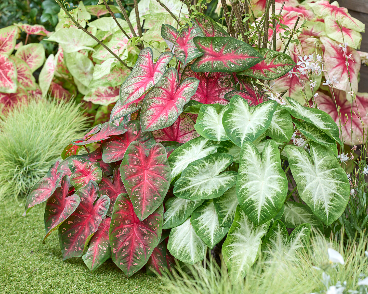 Caladium 'Fancy Mix' Bulbs — Buy mixed 'Angel Wings' online at Farmer ...