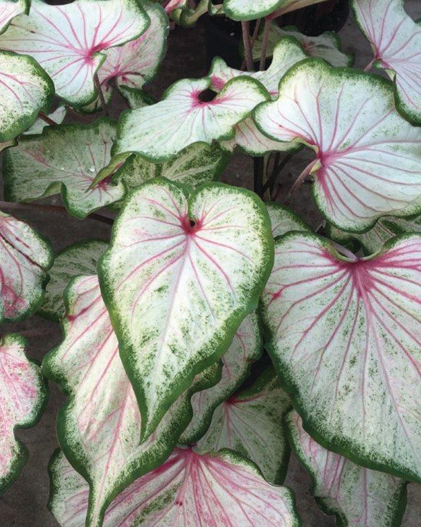Caladium 'Pearl Blush' bulbs | Buy angel wings 'Pearl Blush' online at ...