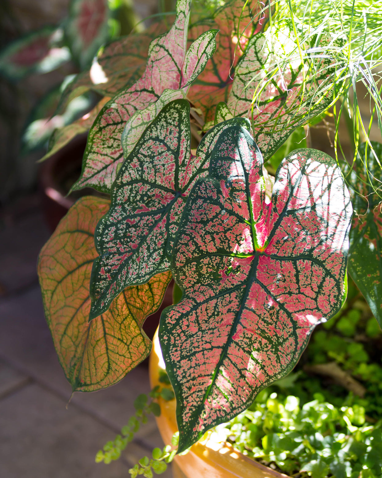 Caladium 'Pink Beauty' Bulbs — Buy angel wings 'Pink Beauty' online at ...