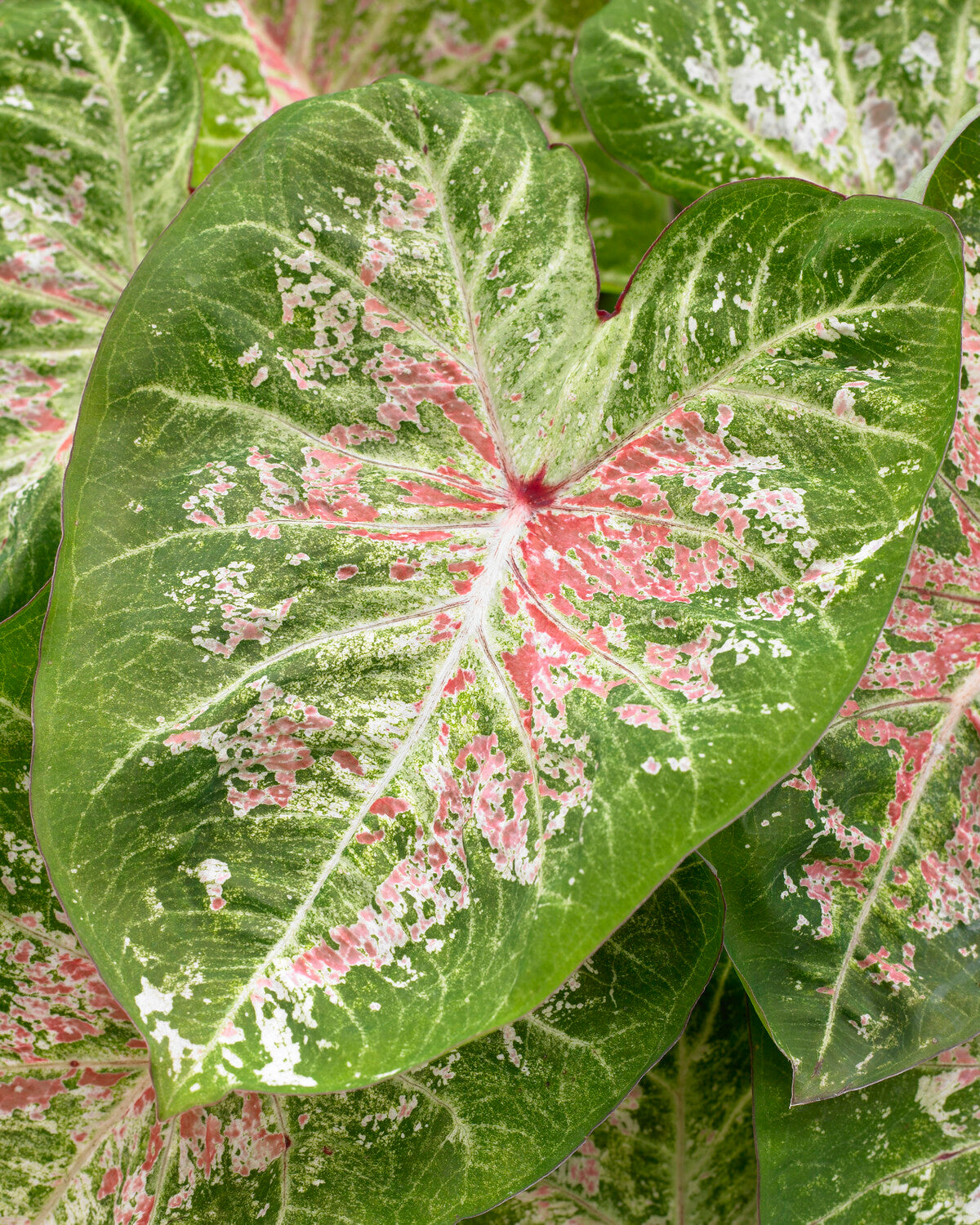 Caladium 'Pink Cloud' Bulbs — Buy angel wings 'Pink Cloud' online at ...