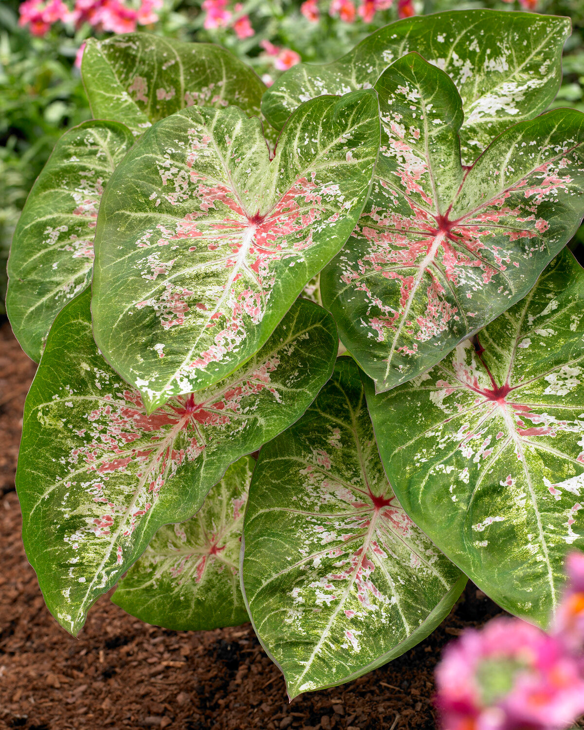 Caladium 'Pink Cloud' Bulbs — Buy angel wings 'Pink Cloud' online at ...