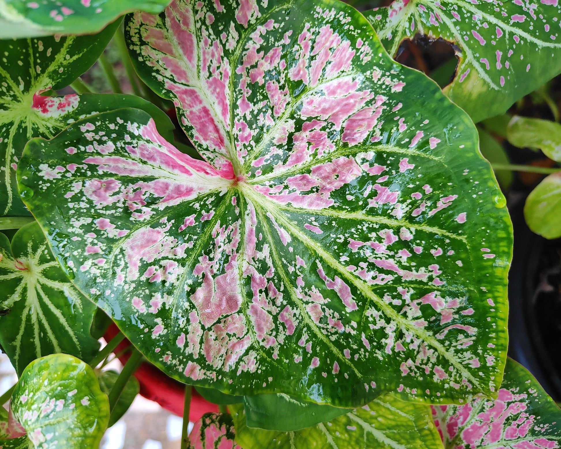 Caladium 'Pink Cloud' Bulbs — Buy angel wings 'Pink Cloud' online at ...