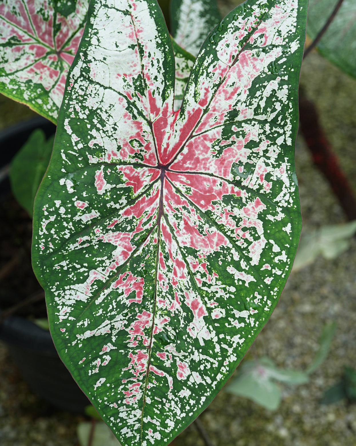 Caladium 'Pink Cloud' Bulbs — Buy angel wings 'Pink Cloud' online at ...