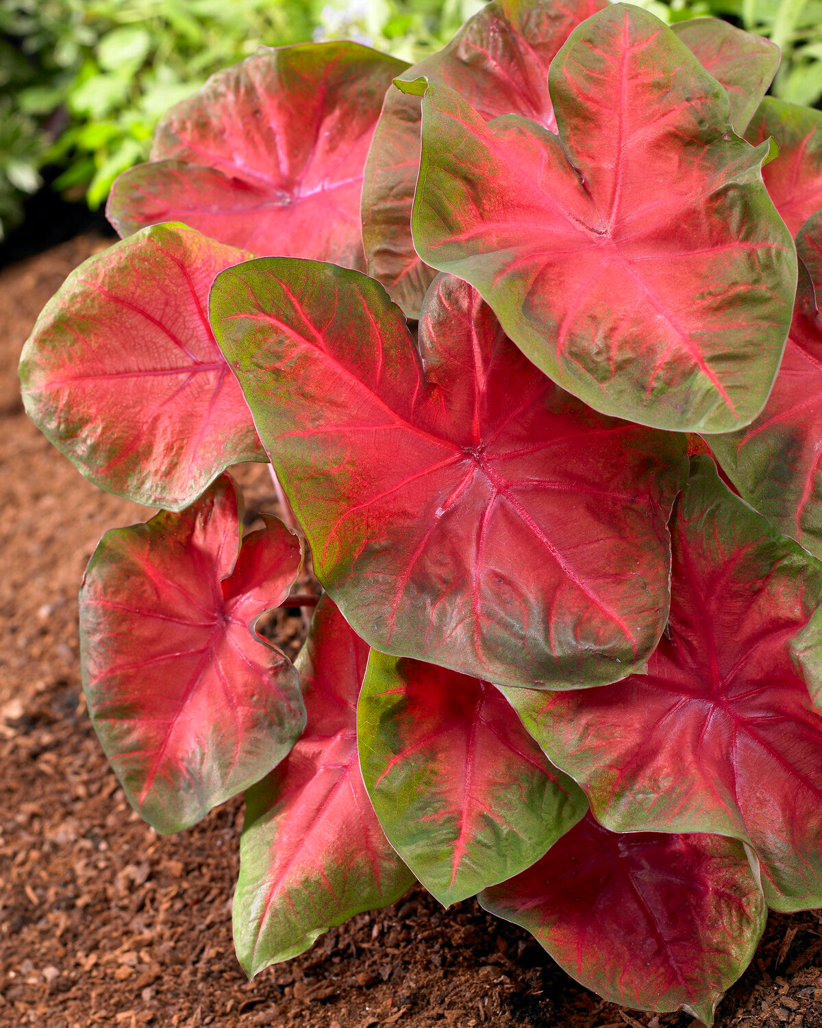 Caladium 'Poecile Anglais' Bulbs — Buy angel wings 'Poecile Anglais ...