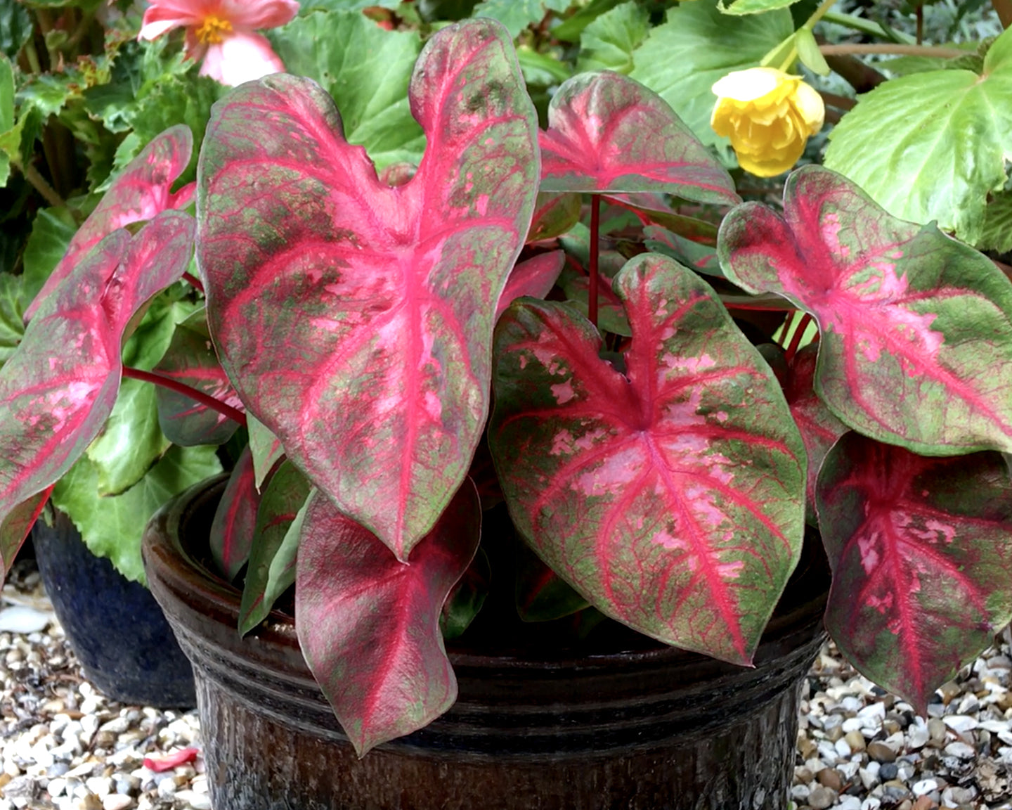Caladium 'Red Flash' Bulbs — Buy 'Angel Wings' online at Farmer Gracy UK