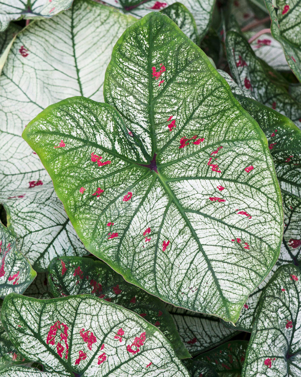 Caladium 'Strawberry Star' bulbs — Buy angel wings 'Strawberry Star ...