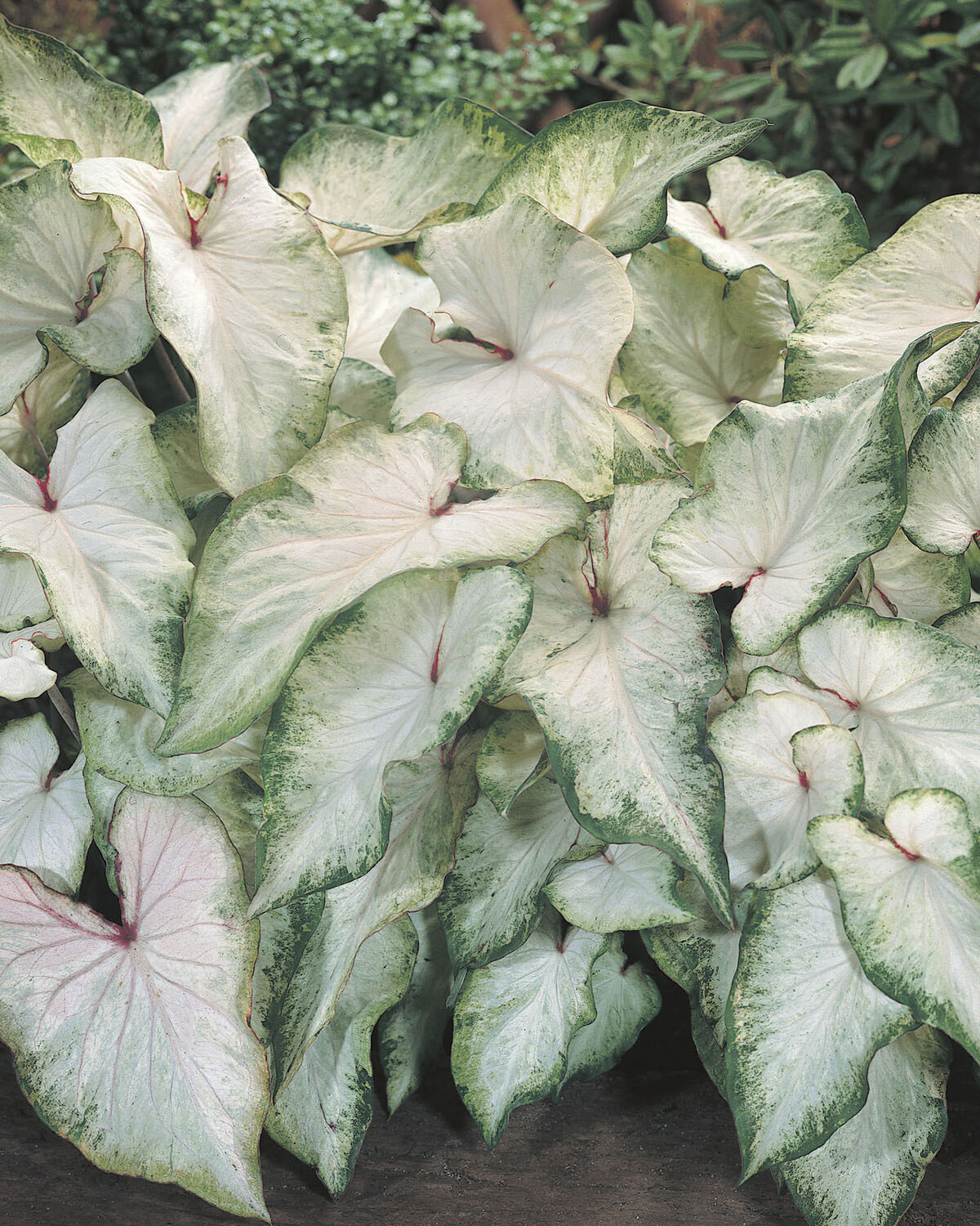 Caladium 'White Wing' bulbs | Buy angel wings 'White Wing' online at ...