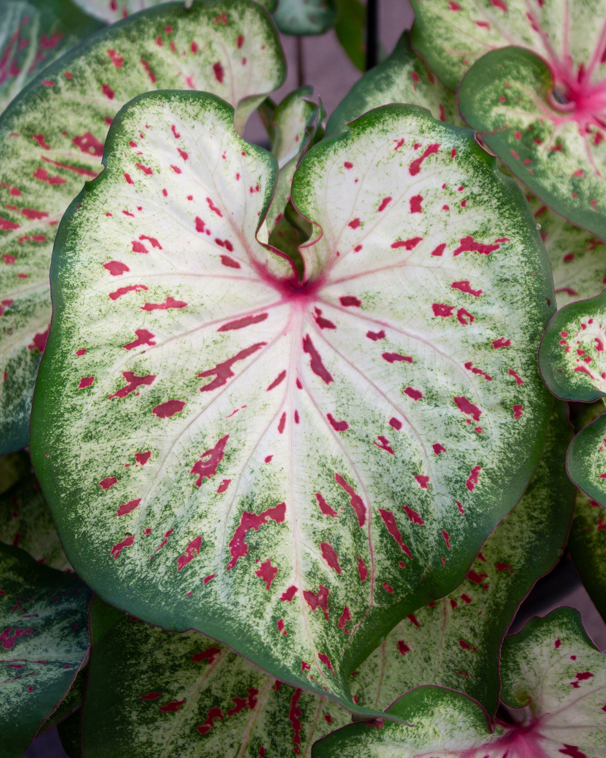 Caladium 'Wonderland' bulbs — Buy angel wings 'Wonderland' online at ...