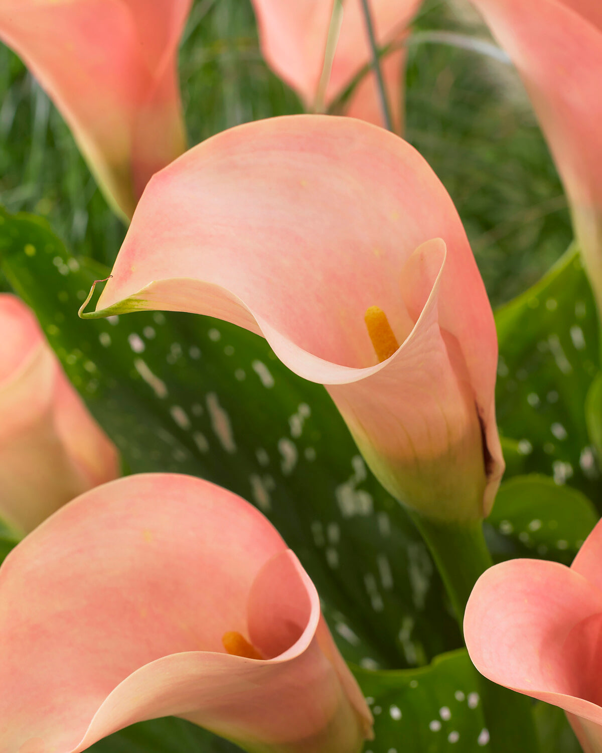Calla 'Auckland' bulbs | Buy online at Farmer Gracy UK