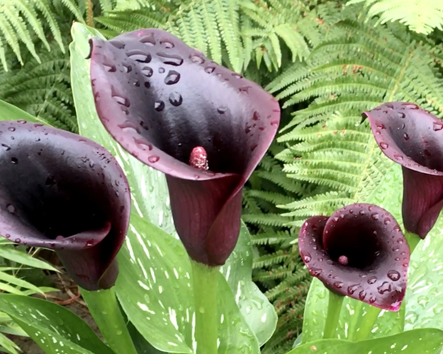 Calla 'Cantor' bulbs — Buy black Callas (Zantedeschia) online at Farmer ...