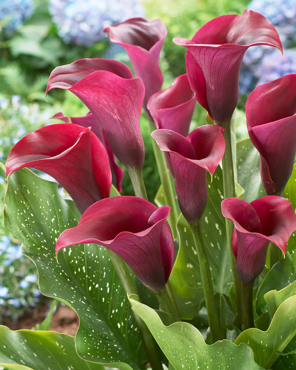 Calla 'Captain Prado' bulbs — Buy online at Farmer Gracy UK