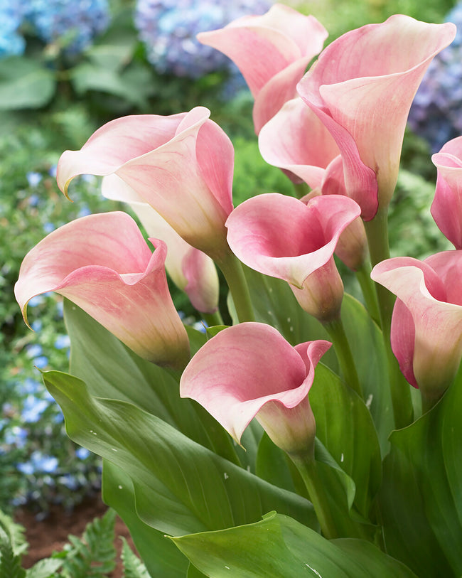 Calla 'Pink Jewel' bulbs — Buy online at Farmer Gracy UK