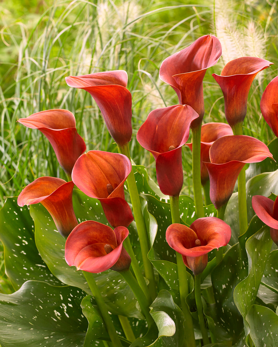 Calla 'Captain Safari' bulbs — Buy online at Farmer Gracy UK