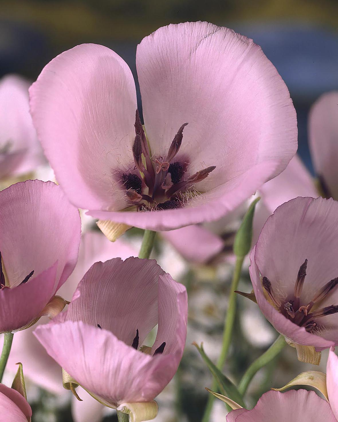Calochortus 'Cupido' Bulbs — Buy online at Farmer Gracy UK