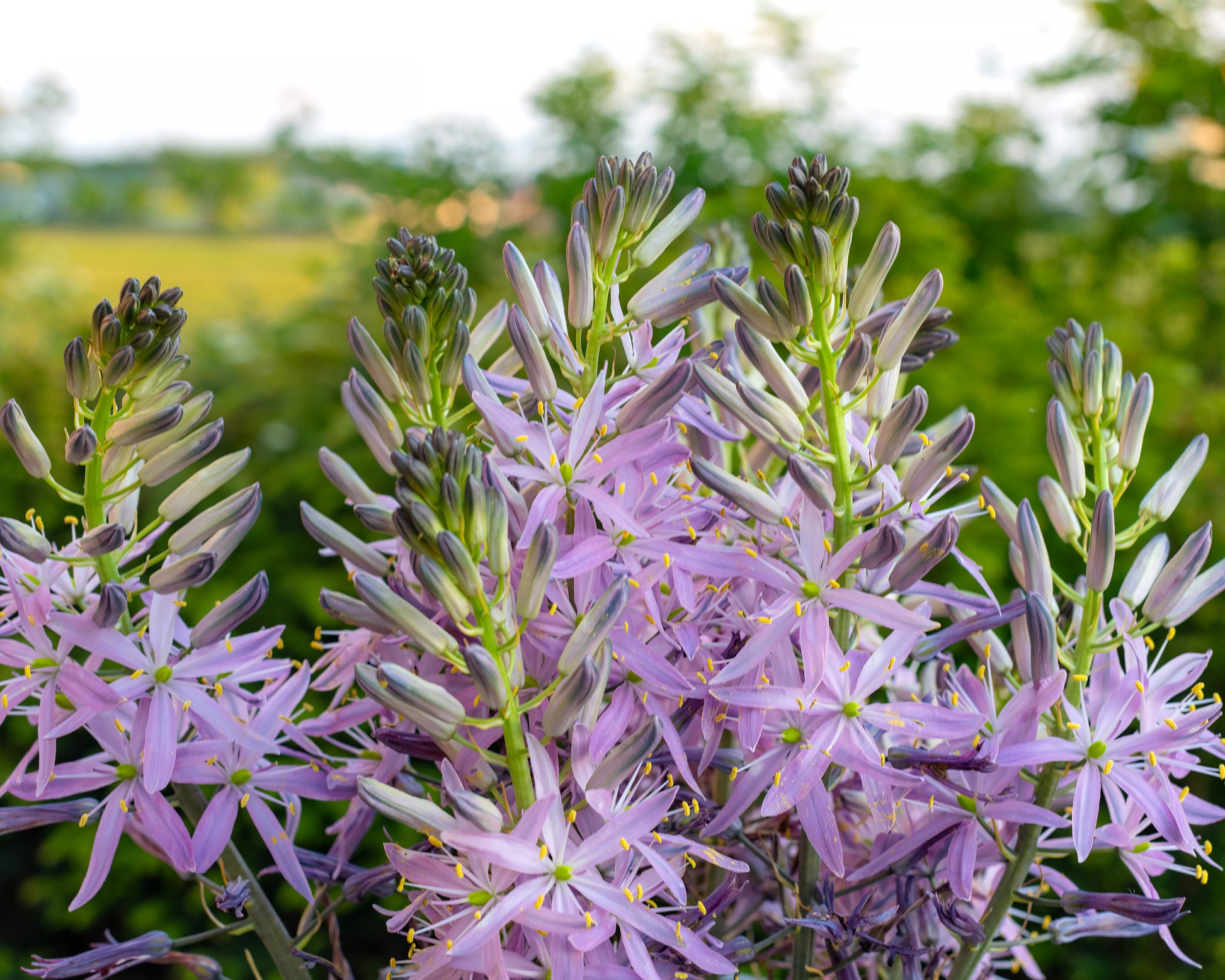 Camassia leichtlinii 'Aurora' bulbs — Buy mauve camassias online at ...