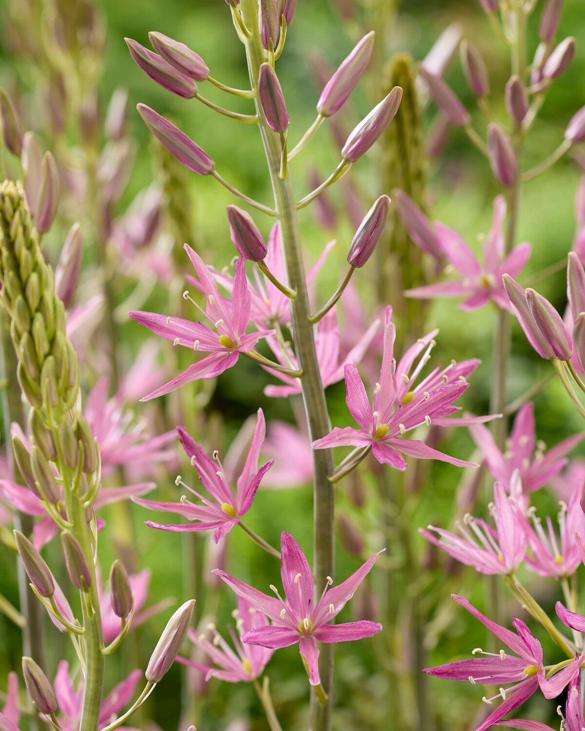 Camassia leichtlinii 'Candy Candle' bulbs | Buy pink camassias online ...