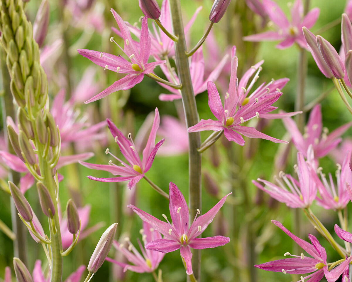 Camassia leichtlinii 'Candy Candle' bulbs | Buy pink camassias online ...