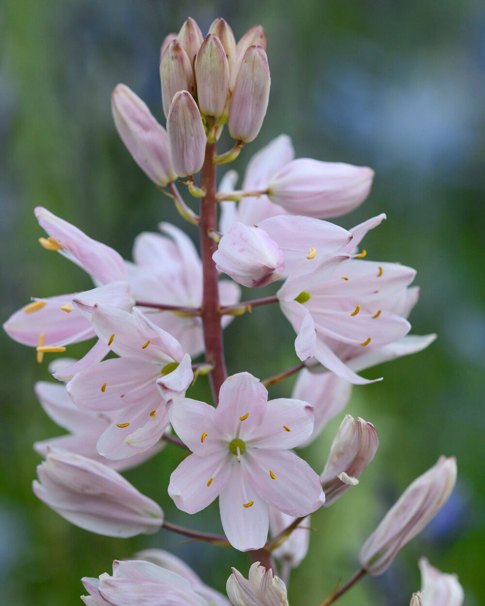 Camassia leichtlinii 'Pink Star' bulbs | Buy pink camassias online at ...