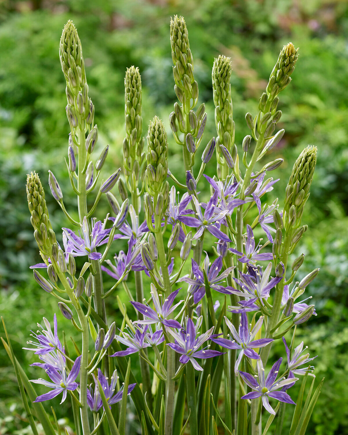 Camassia leichtlinii 'Twilight Candle' bulbs | Buy soft-pink camassias ...