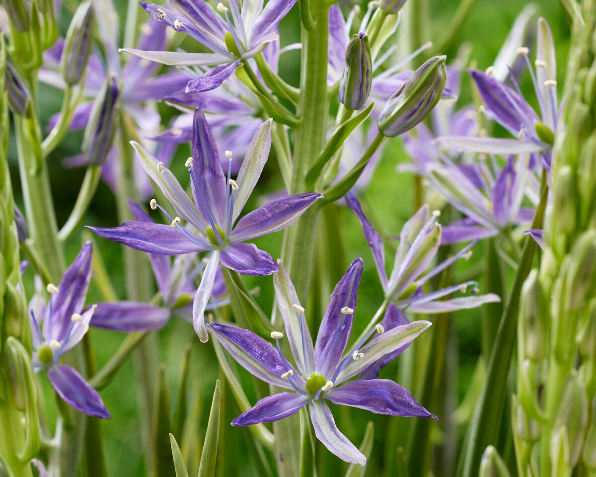 Camassia leichtlinii 'Twilight Candle' bulbs | Buy soft-pink camassias ...