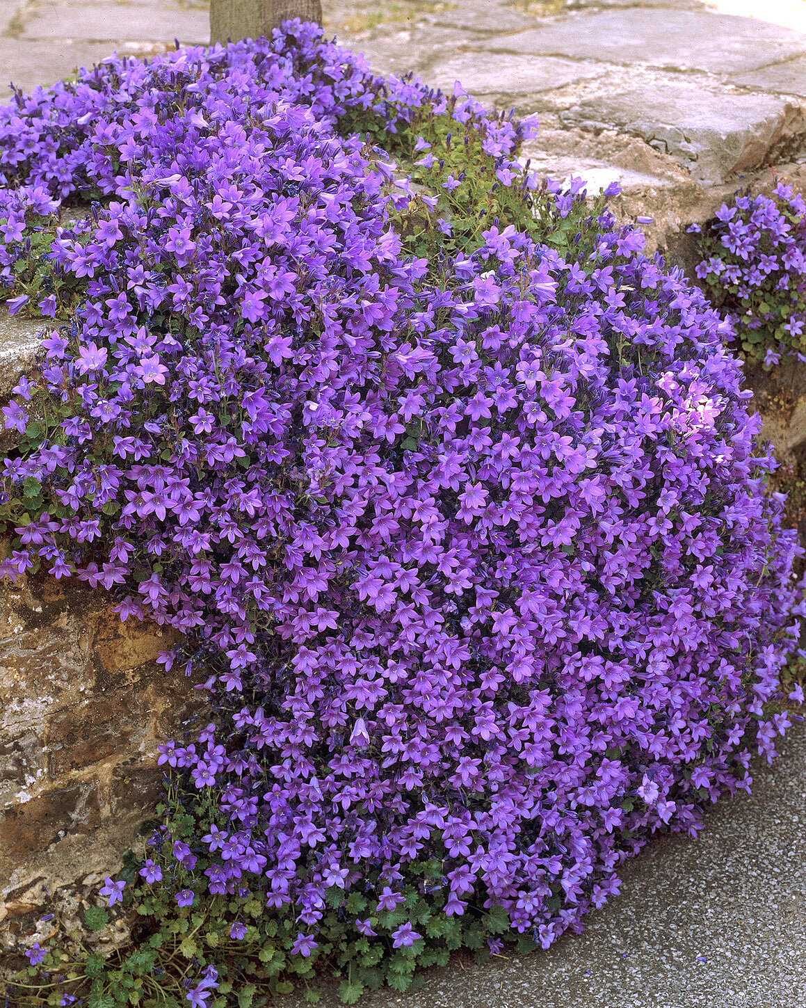 Campanula portenschlagiana (wall bellflower) — Buy online at Farmer ...