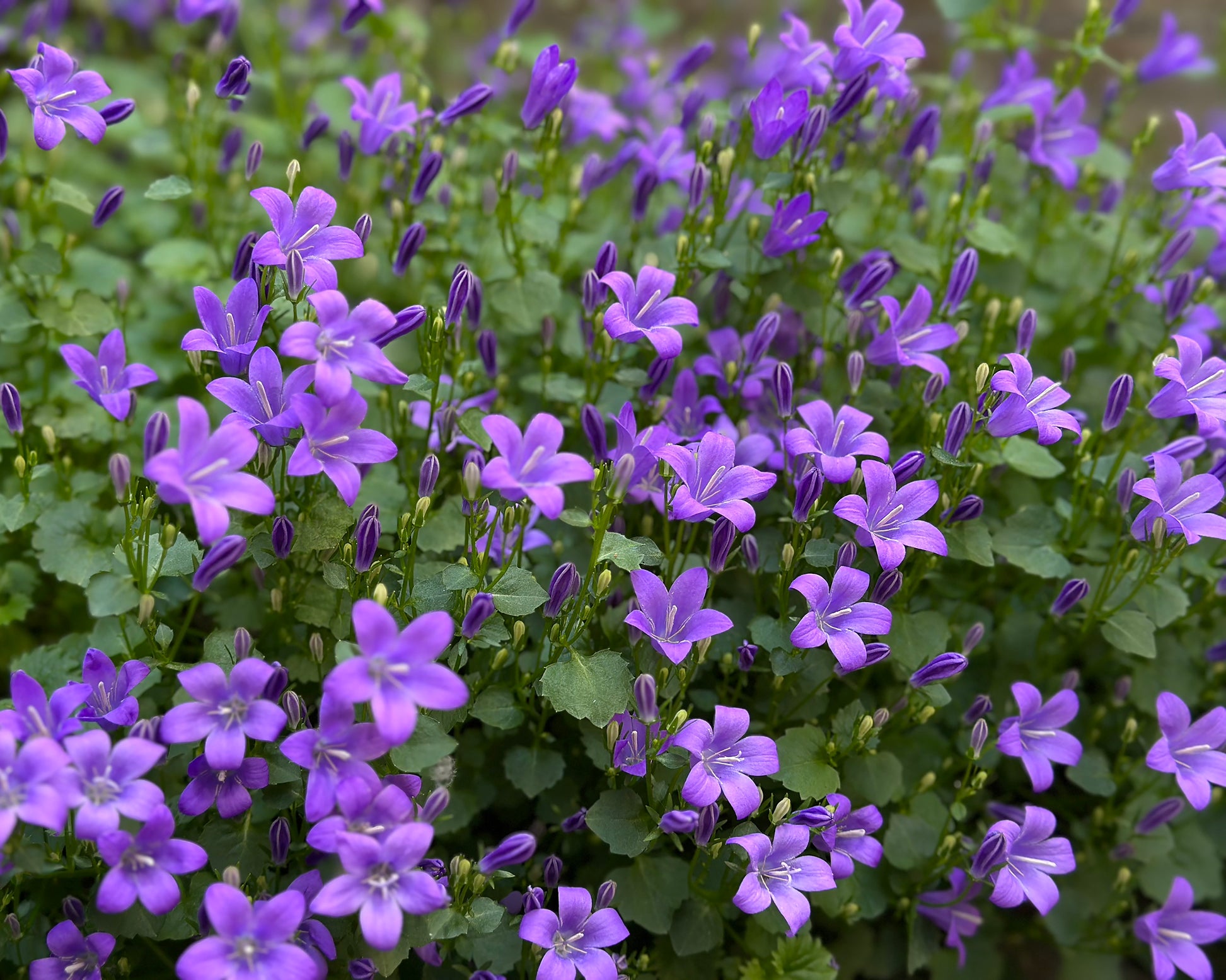 Campanula portenschlagiana (wall bellflower) — Buy online at Farmer ...