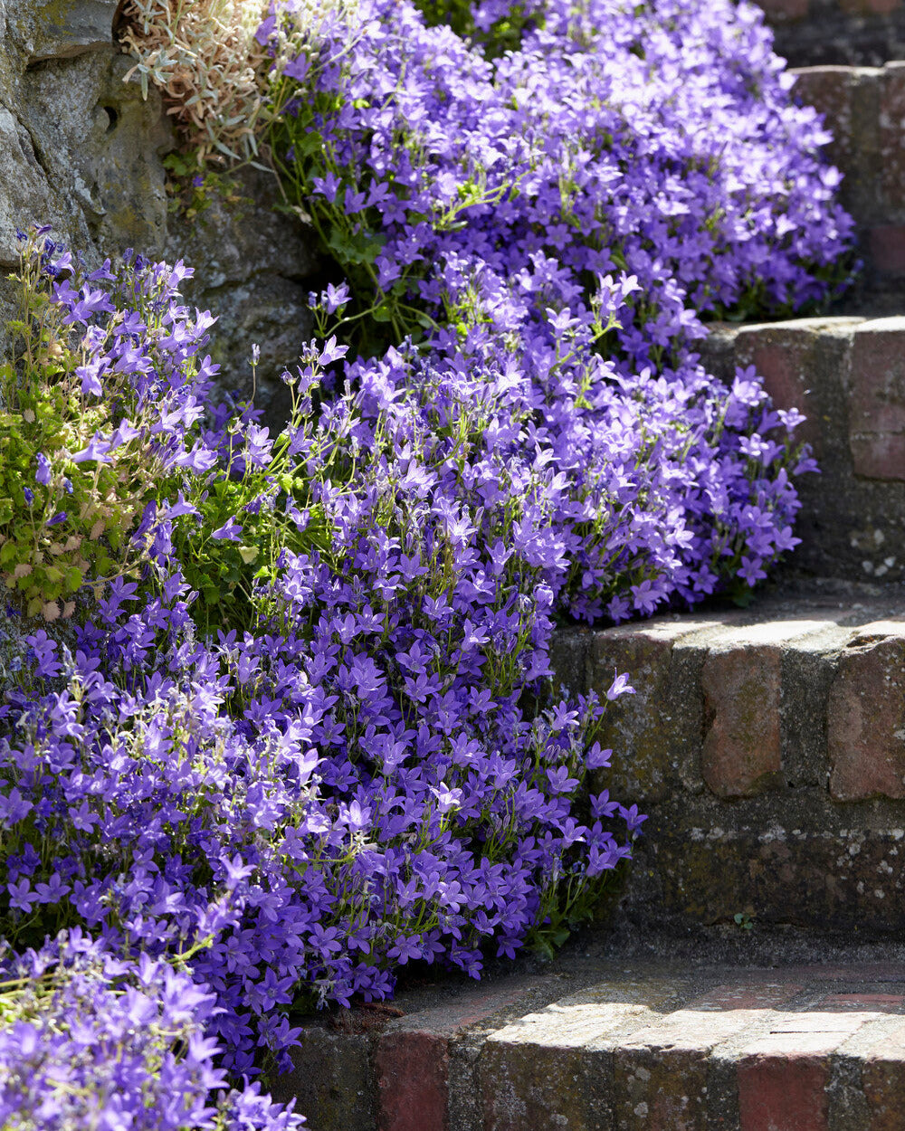 Campanula portenschlagiana (wall bellflower) — Buy online at Farmer ...