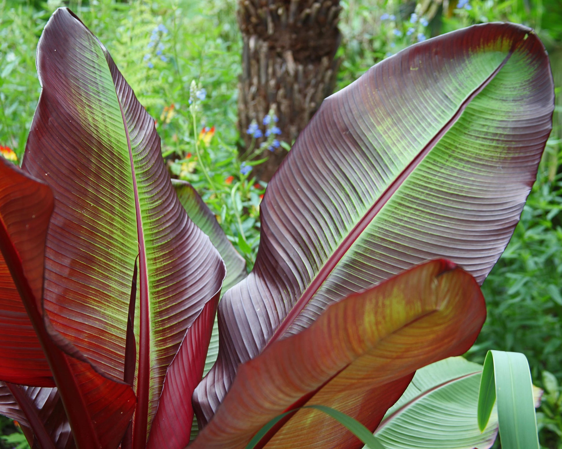 Canna indica 'Red Stripe' rhizomes | Buy Indian shot plants online at ...
