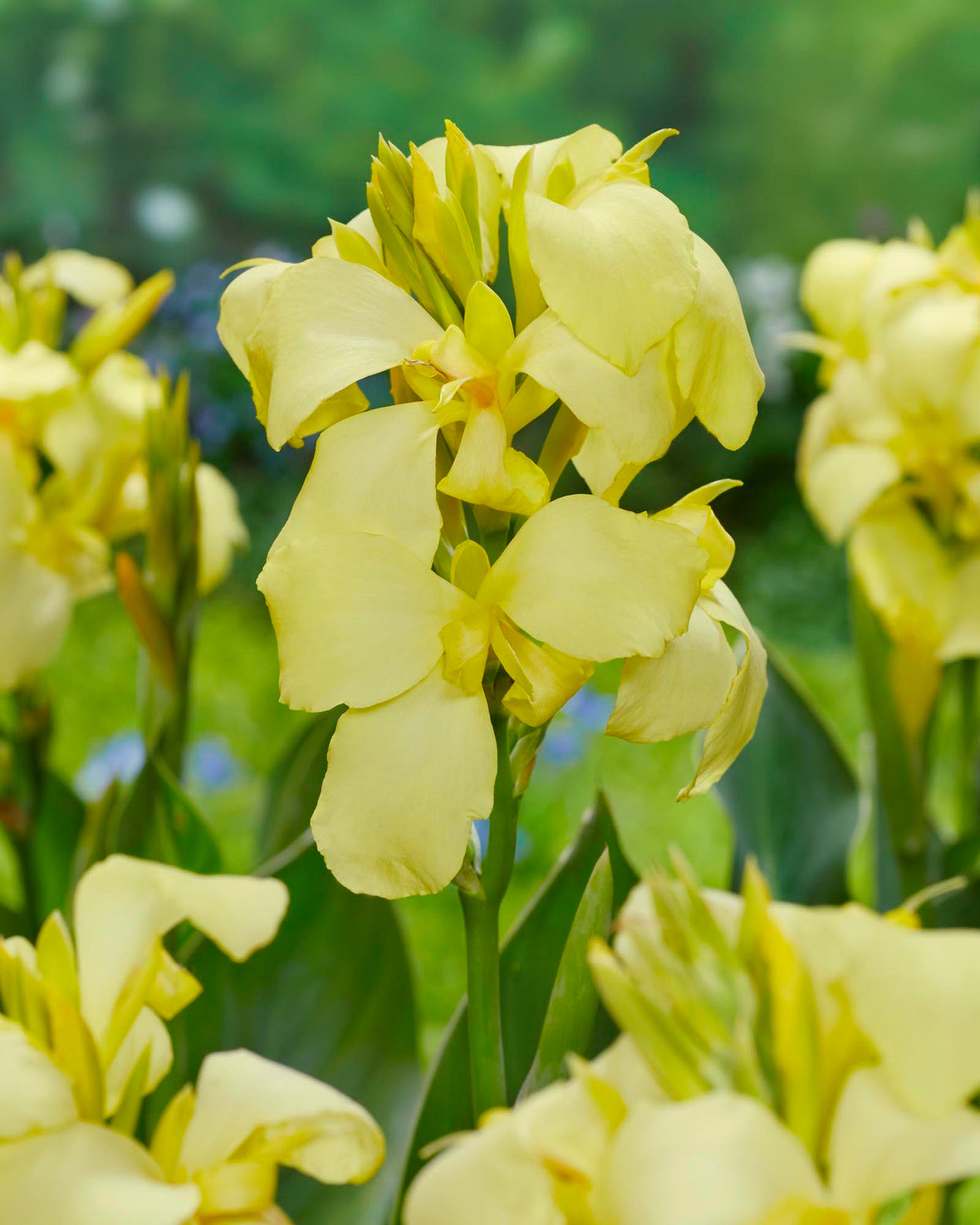 Canna 'Shinning Lemon' rhizomes — Buy online at Farmer Gracy UK