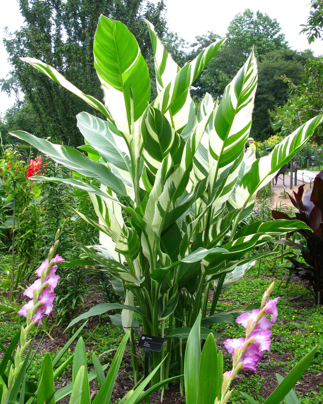 Canna 'Stuttgart' rhizomes — Buy online at Farmer Gracy UK