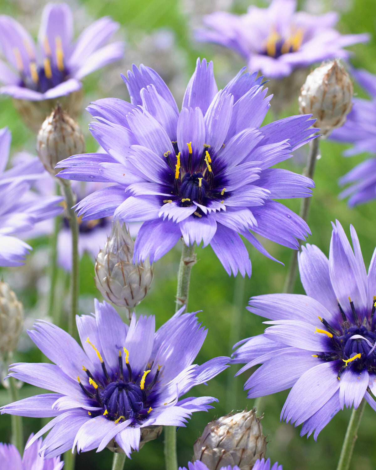 Catananche caerulea (blue-flowered Cupid's dart) | Buy online at Farmer ...