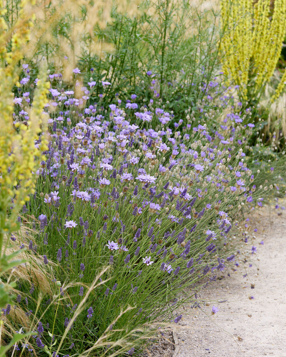 Catananche caerulea (blue-flowered Cupid's dart) — Buy online at Farmer ...