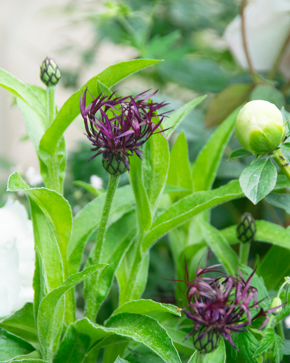 Centaurea montana 'Jordy' bare roots — Buy knapweed plants online at ...