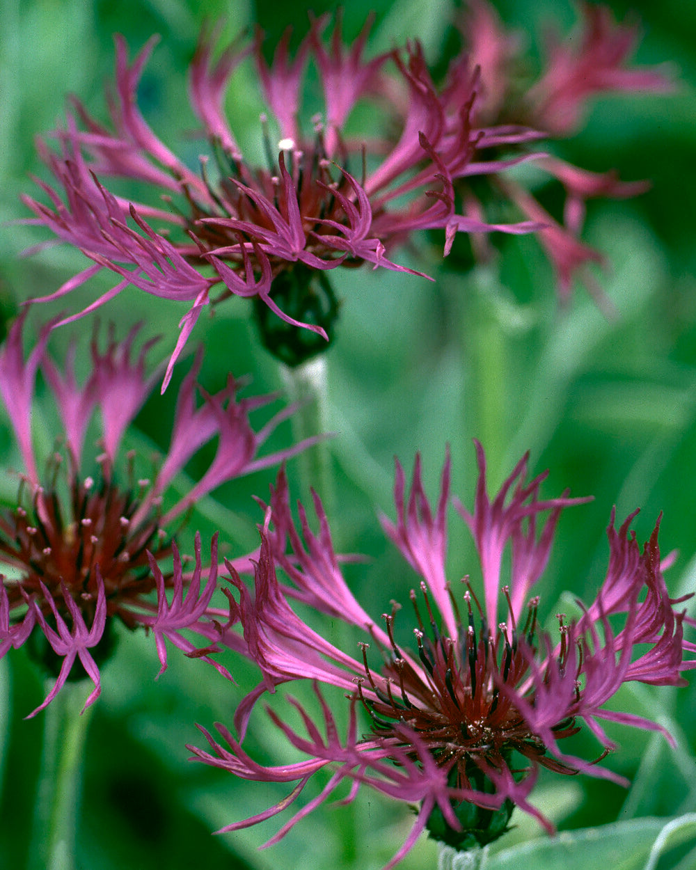 Centaurea montana 'Jordy' bare roots — Buy knapweed plants online at ...