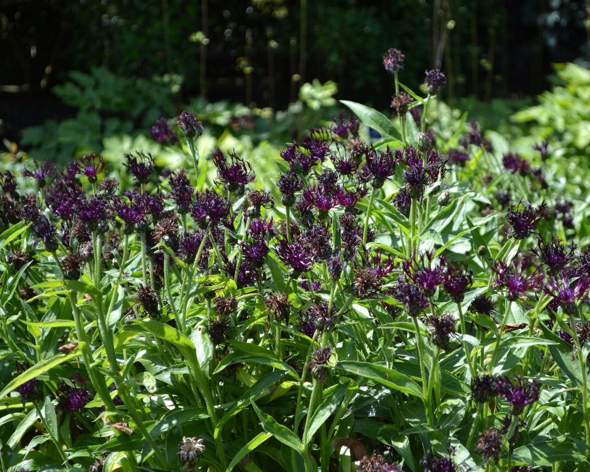 Centaurea montana 'Jordy' bare roots — Buy knapweed plants online at ...