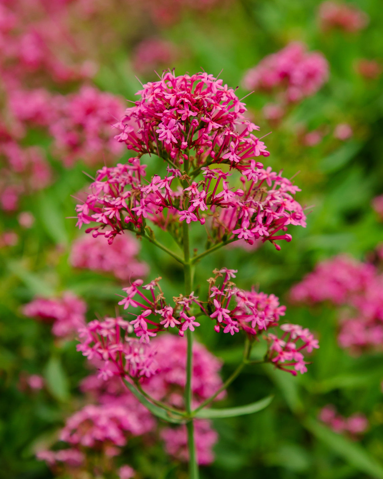 Centranthus ruber 'Rosenrot' — Buy red valerian online at Farmer Gracy UK