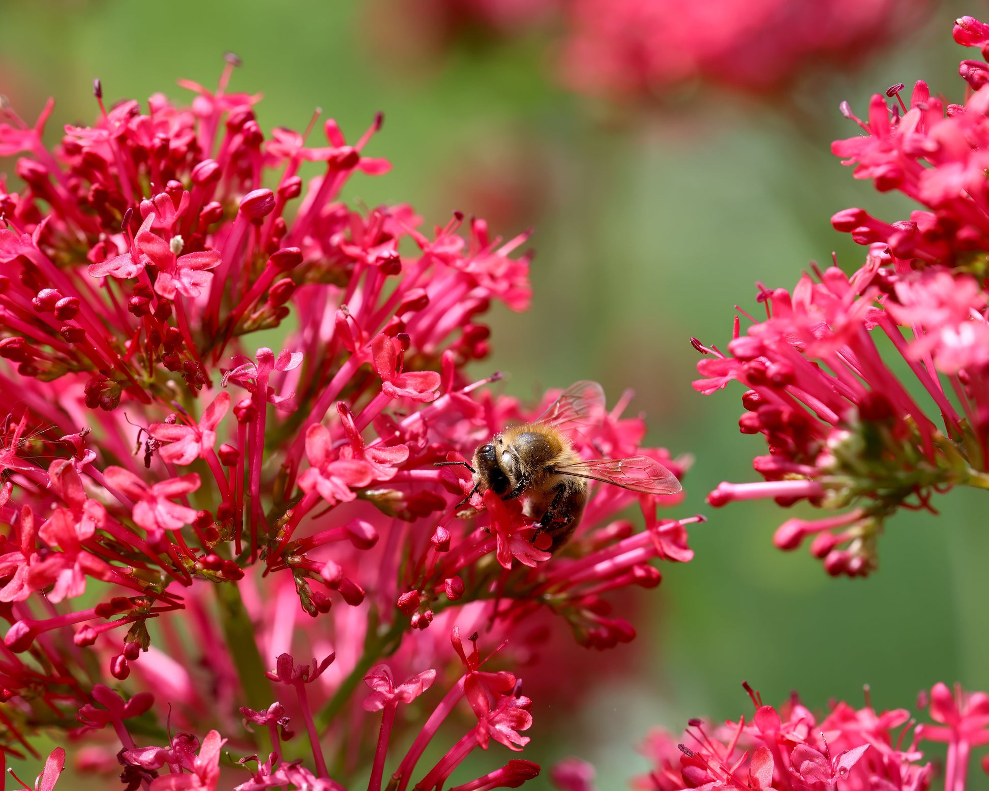 Centranthus ruber 'Rosenrot' — Buy red valerian online at Farmer Gracy UK