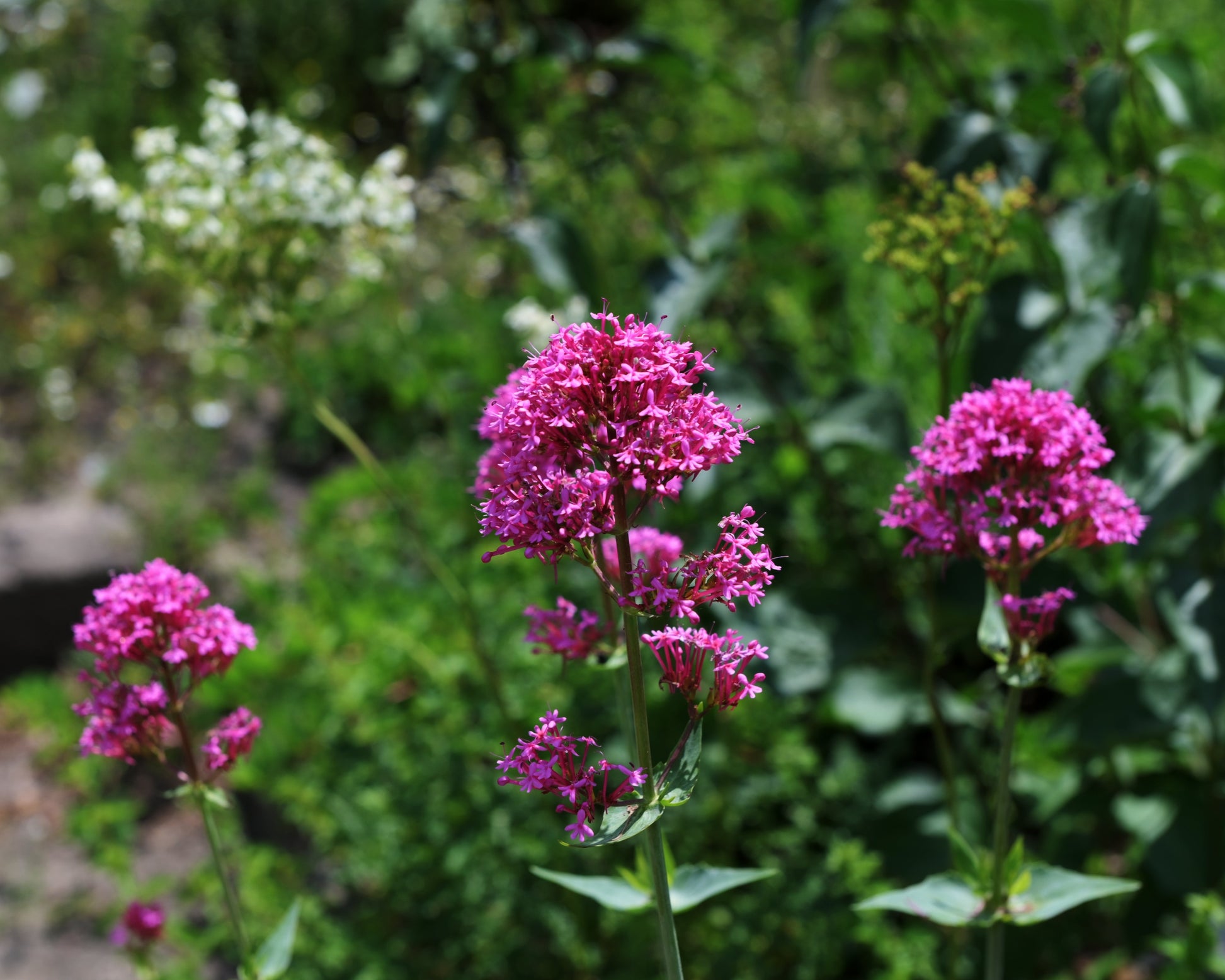 Centranthus ruber 'Rosenrot' — Buy red valerian online at Farmer Gracy UK