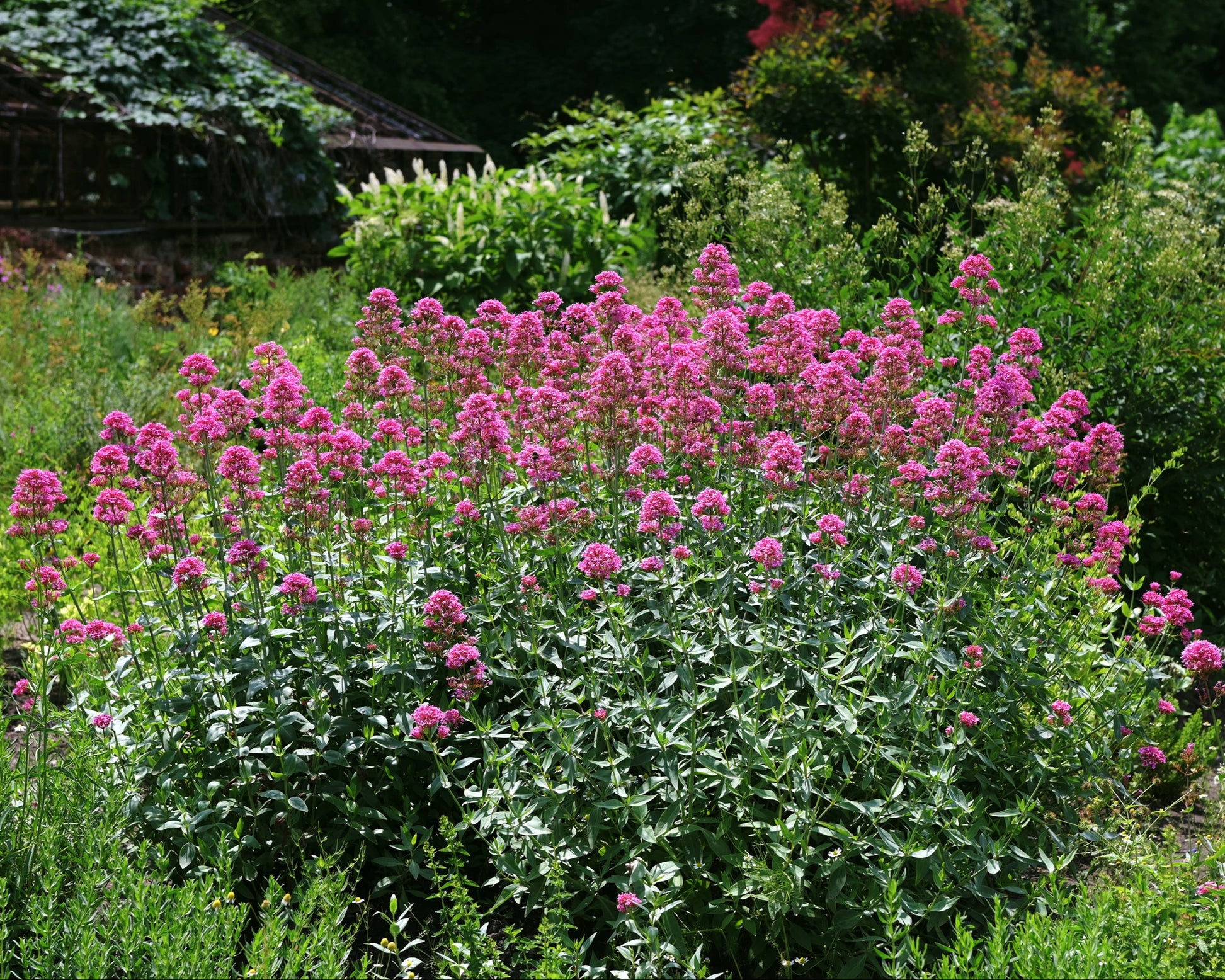 Centranthus ruber 'Rosenrot' — Buy red valerian online at Farmer Gracy UK