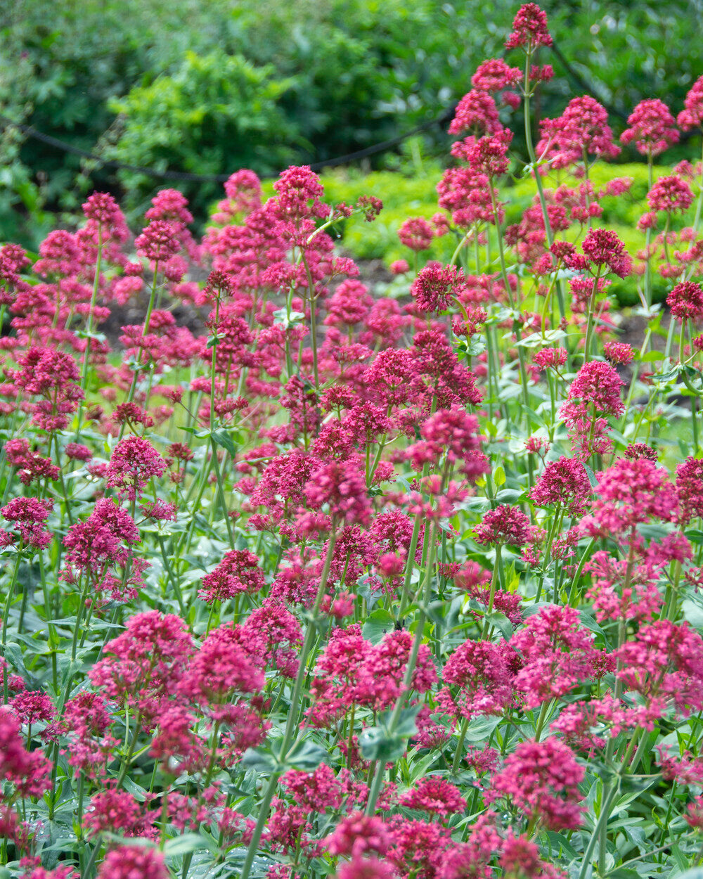 Centranthus ruber 'Rosenrot' — Buy red valerian online at Farmer Gracy UK