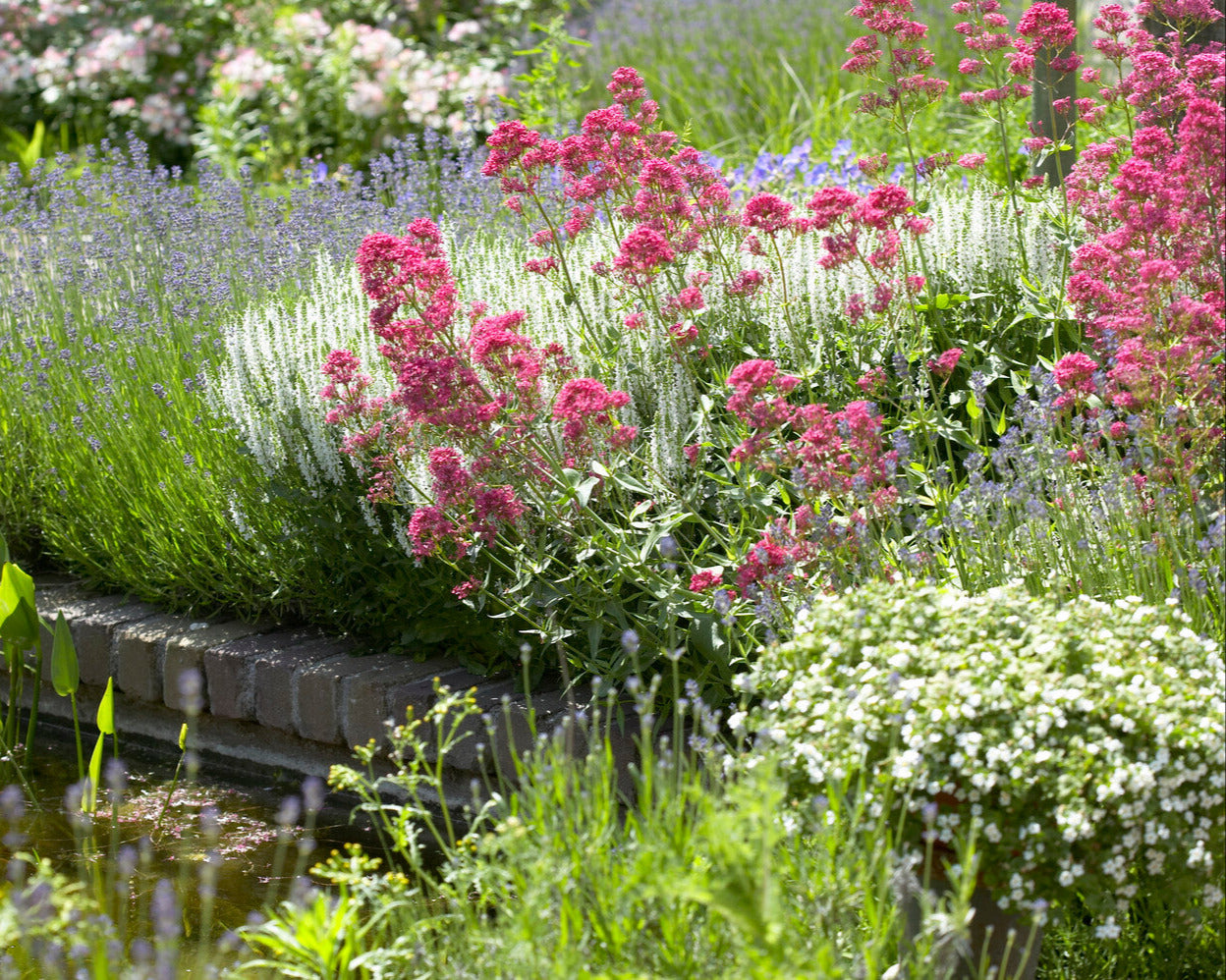 Centranthus ruber 'Rosenrot' | Buy red valerian online at Farmer Gracy UK