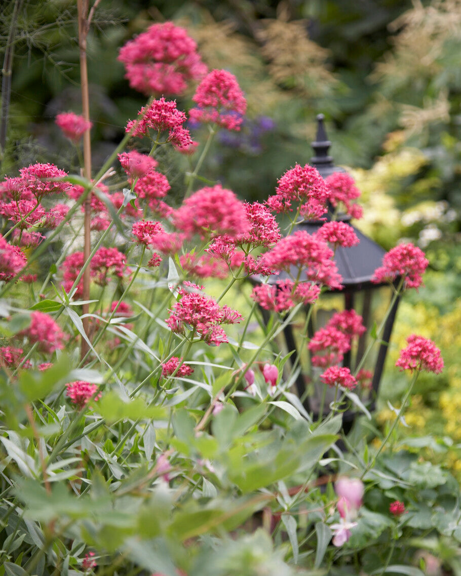 Centranthus ruber 'Rosenrot' — Buy red valerian online at Farmer Gracy UK