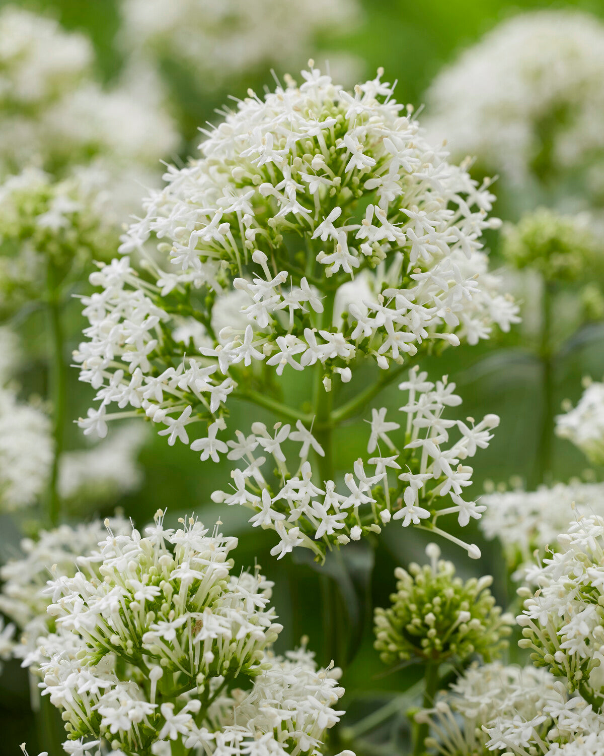 Centranthus ruber 'Albus' | Buy white valerian online at Farmer Gracy UK
