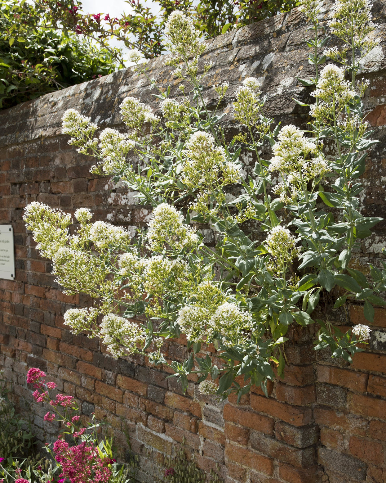 Centranthus ruber 'Albus' | Buy white valerian online at Farmer Gracy UK