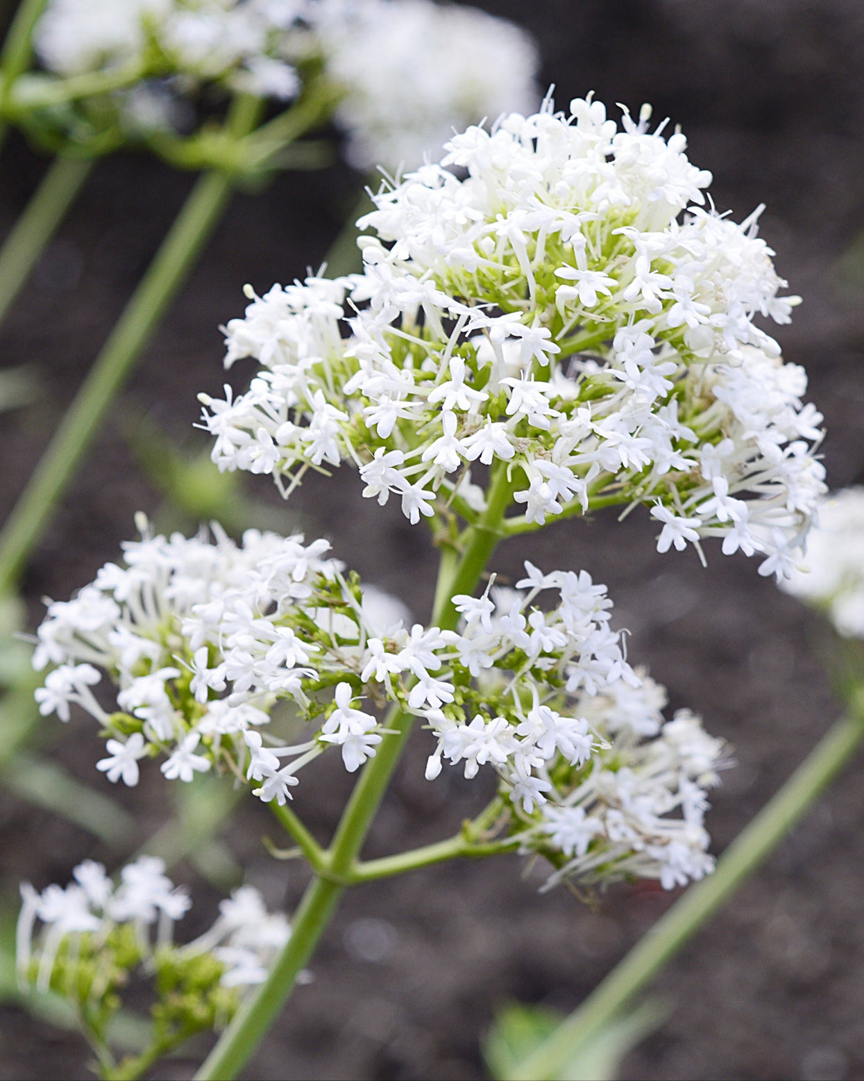 Centranthus ruber 'Albus' | Buy white valerian online at Farmer Gracy UK